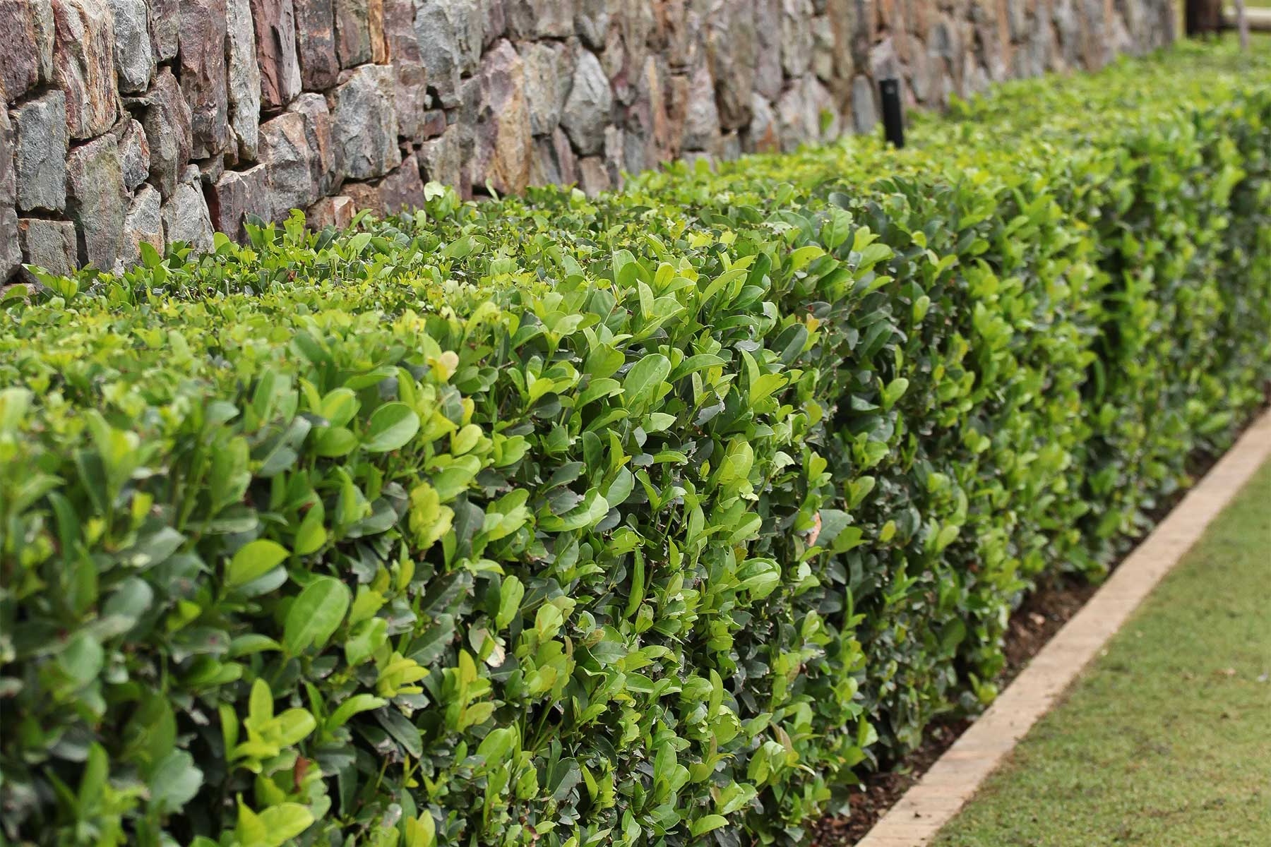 Hecke Immergrun Ungiftig
